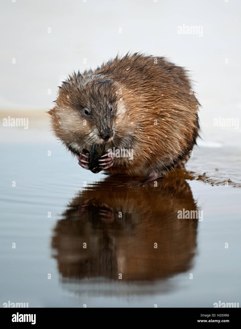 Animal pose hi-res stock photography and images - Alamy