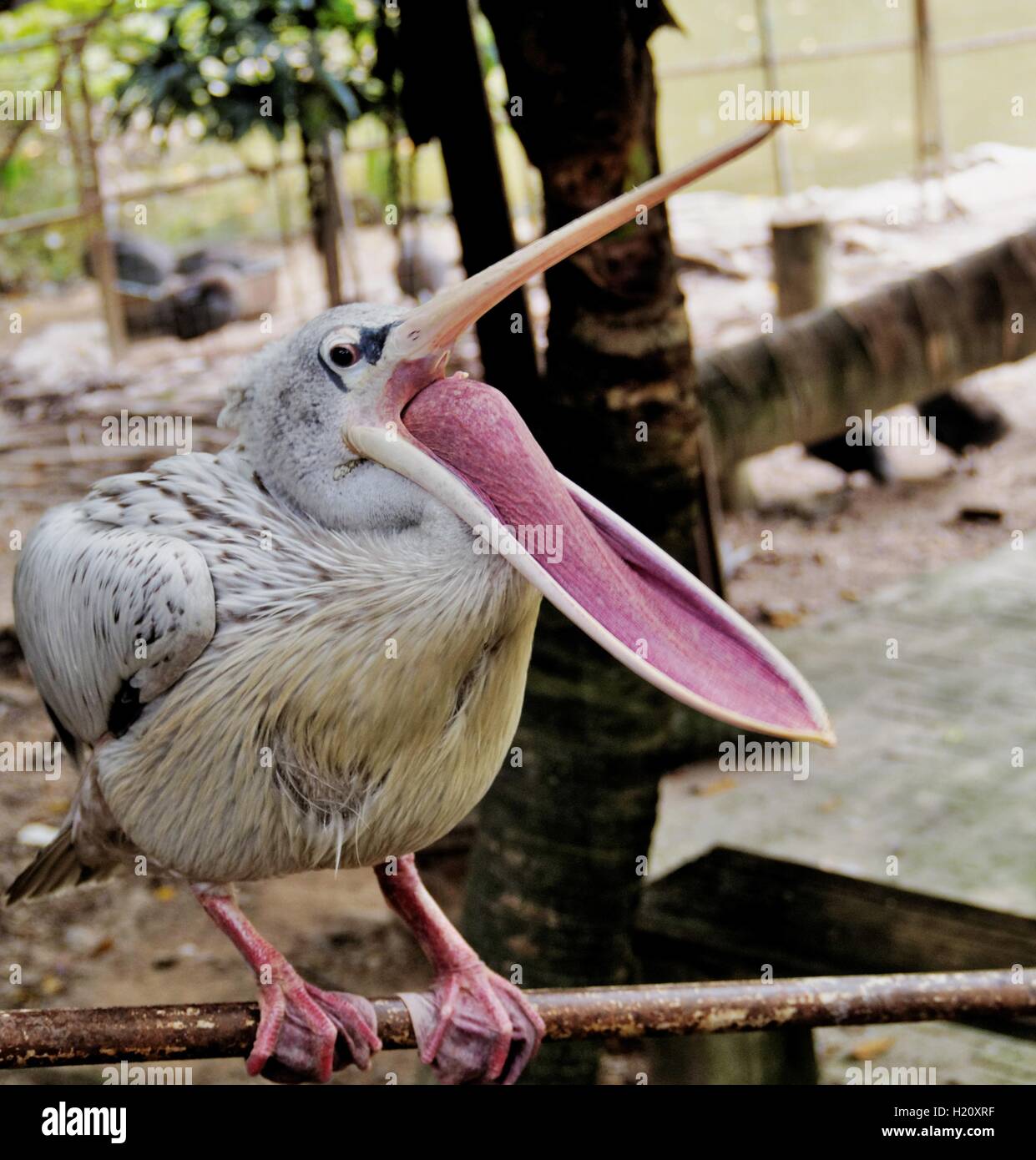 Pelican open mouth hi-res stock photography and images - Alamy