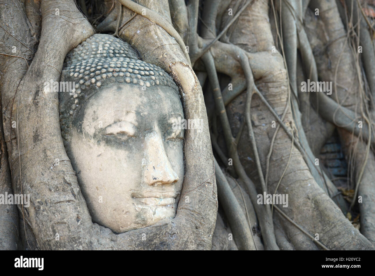 Buddha Head Surrounded by Roots in Ayutthaya Stock Photo - Alamy