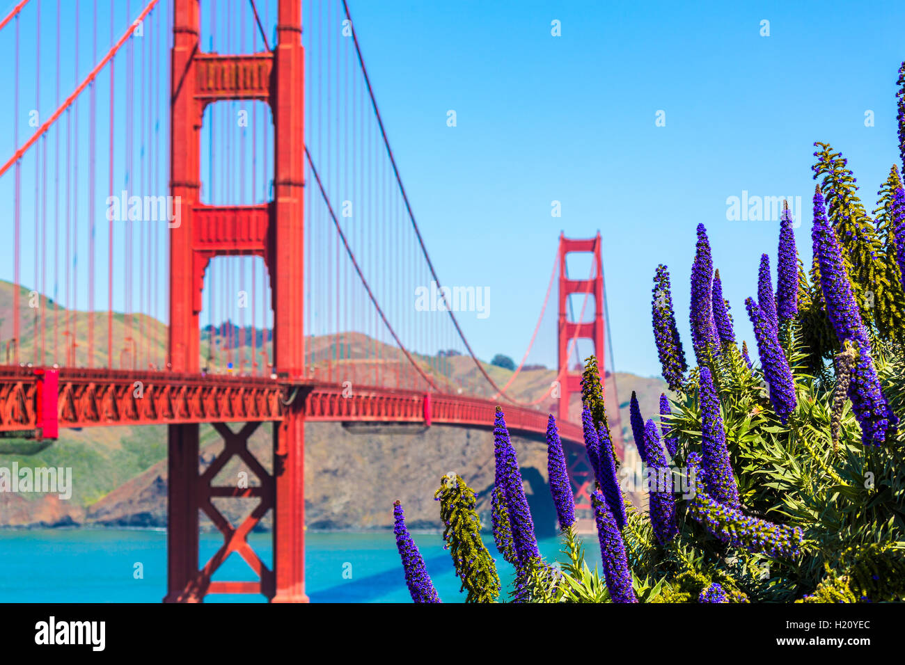 Purple flowers golden gate bridge hi-res stock photography and images ...
