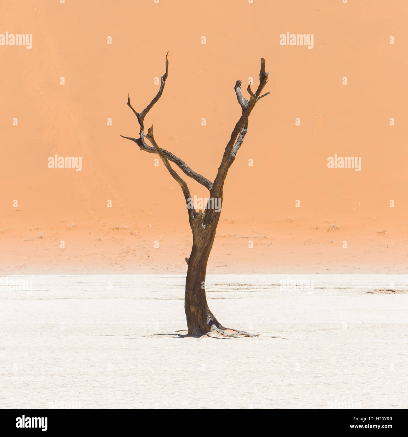 Dead acacia trees and red dunes of Namib desert Stock Photo - Alamy