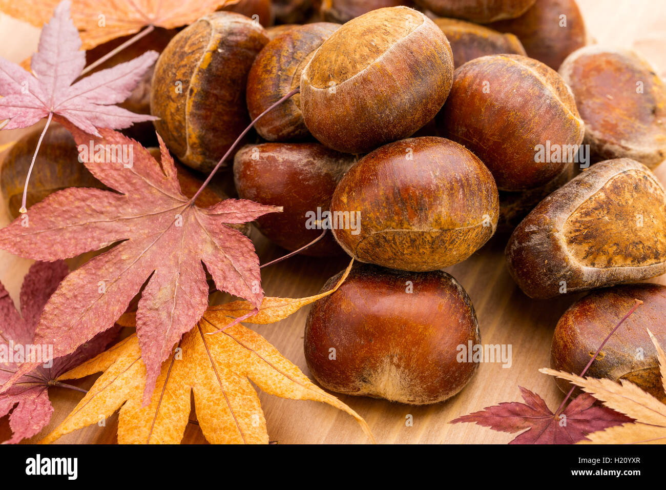 Chestnut and dried maple leave Stock Photo - Alamy