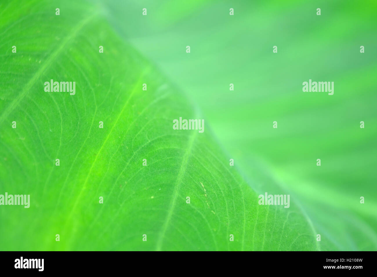 Lotus texture hi-res stock photography and images - Alamy