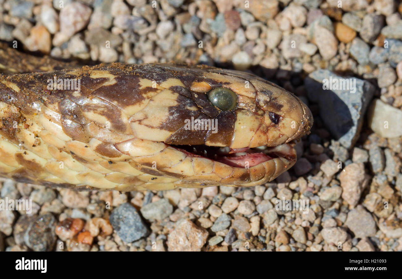 Roadkill - Horned Adder snake on a gravel road Stock Photo - Alamy