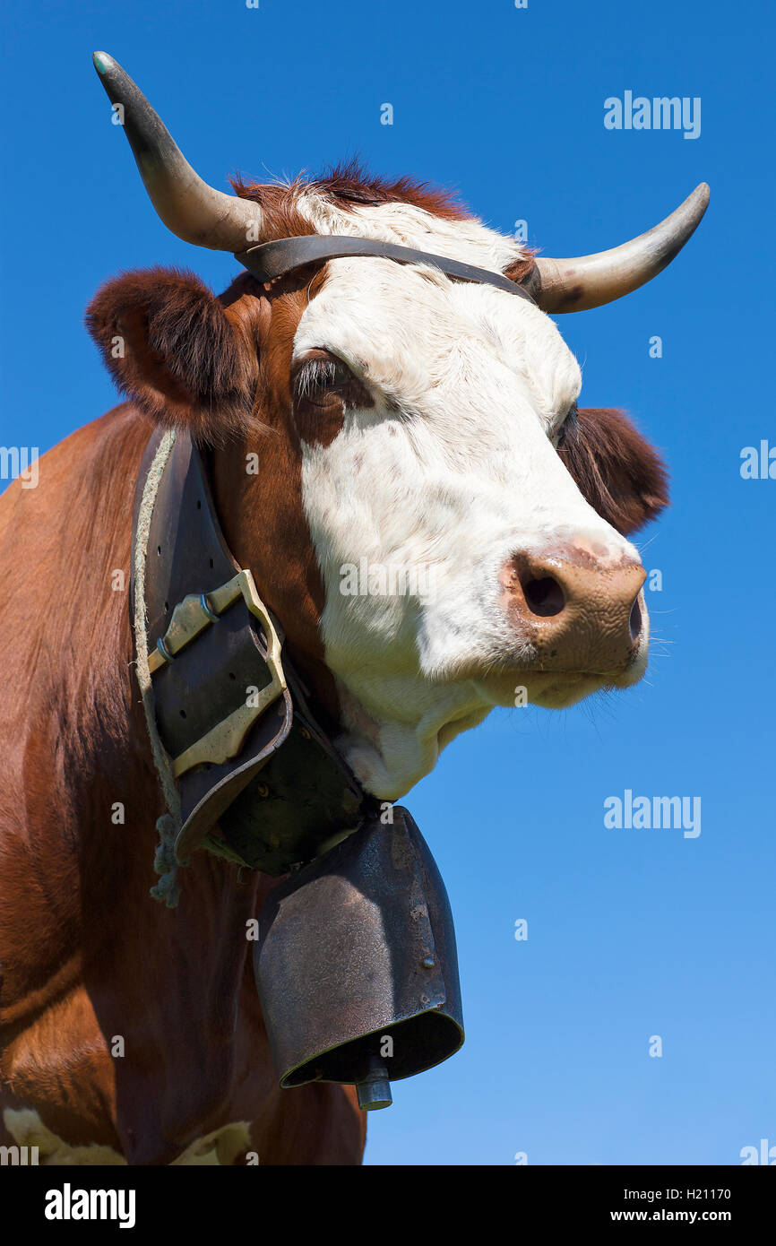 Portrait of alpine cow Stock Photo - Alamy