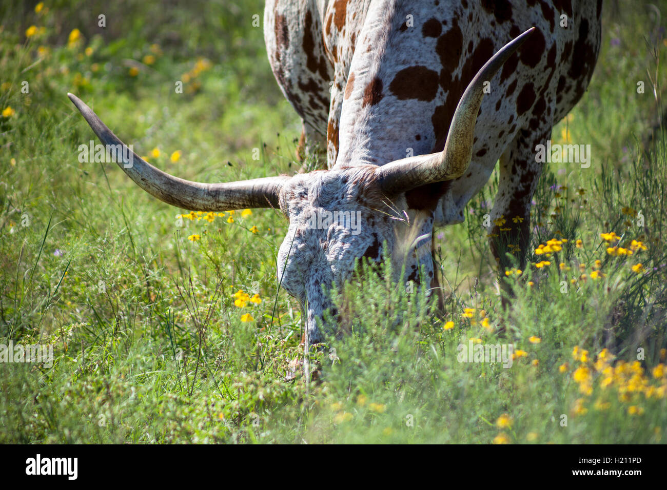 A Texas Longhorn grazes in a field with wild flowers Stock Photo - Alamy