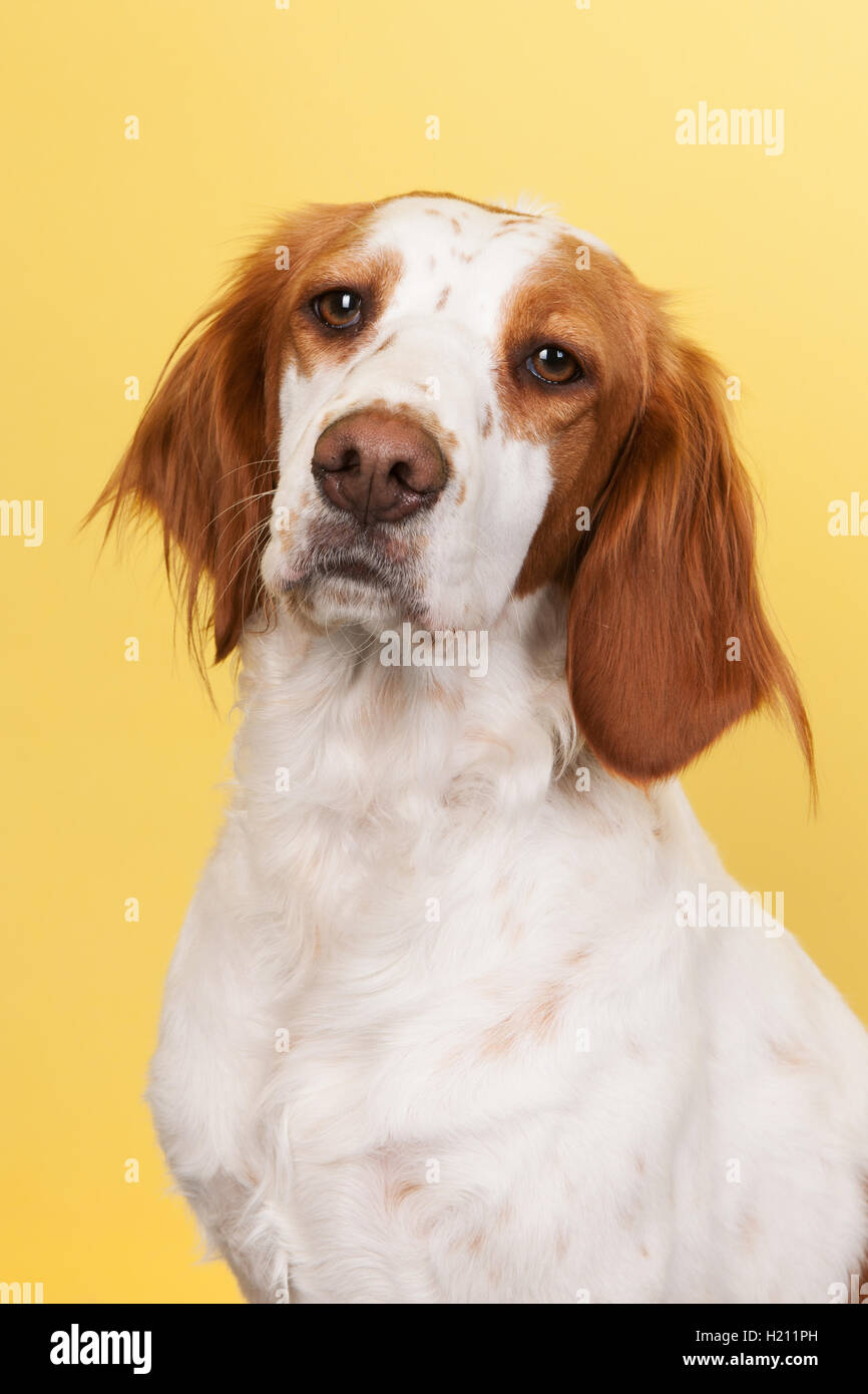 Portrait of Cross-breed Spaniel Stock Photo - Alamy
