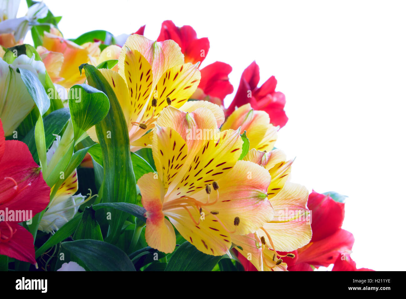 Beautiful Coloured Flowers on the White Background Stock Photo - Alamy