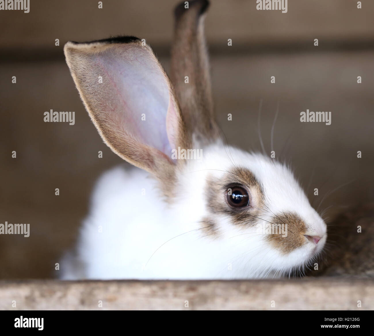 Brown rabbit and black spots rabbit hi-res stock photography and images ...