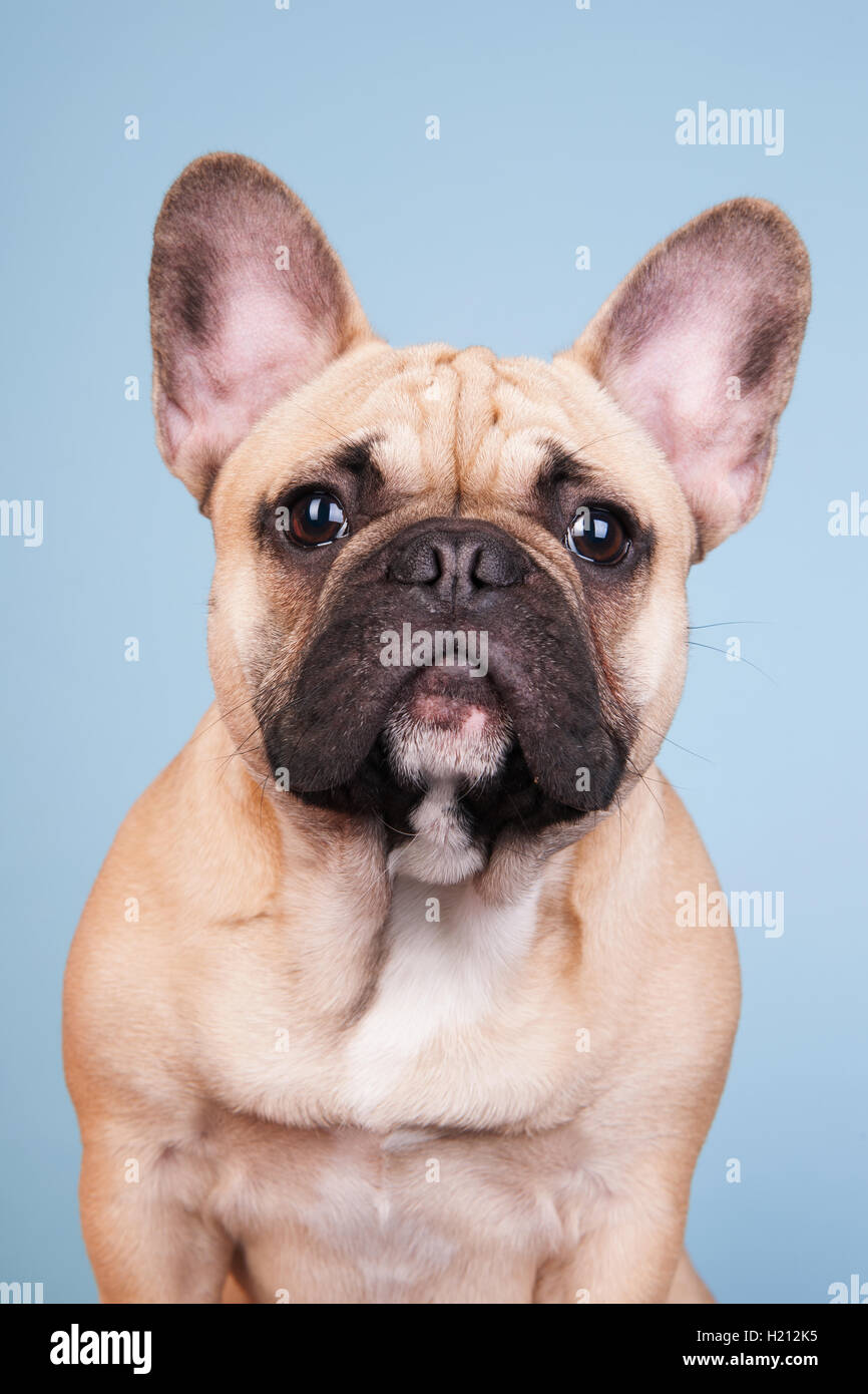 Pedigree french bulldog hi-res stock photography and images - Alamy