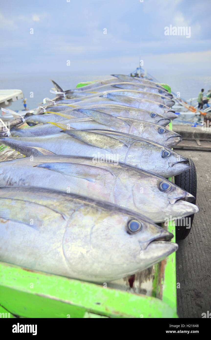 Tuna are being loaded onto truck to the seafood factory Stock Photo - Alamy