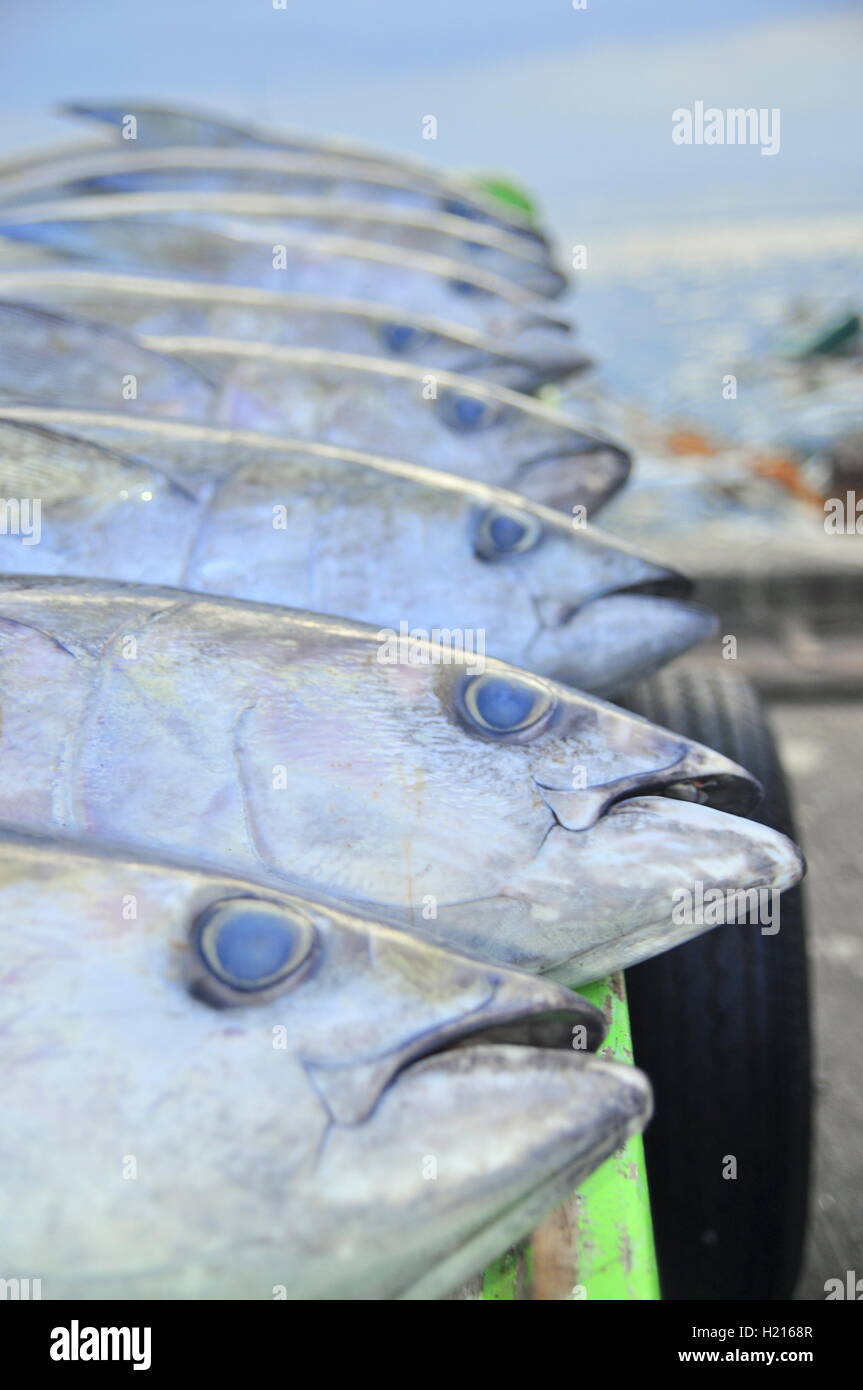 Tuna are being loaded onto truck to the seafood factory Stock Photo - Alamy