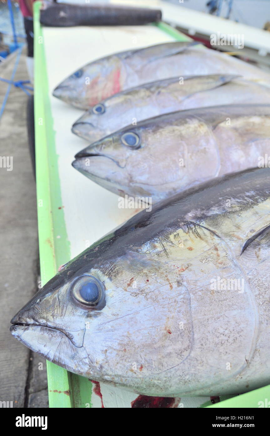 Tuna are being loaded onto truck to the seafood factory Stock Photo - Alamy