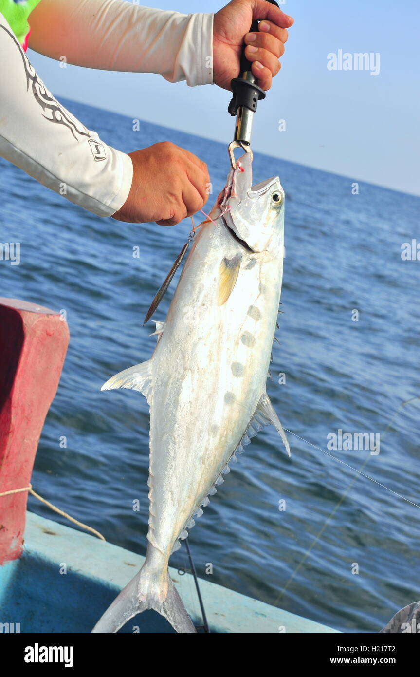 Vung Tau, Vietnam - October 11, 2015: Fishing queenfish by hook for ...