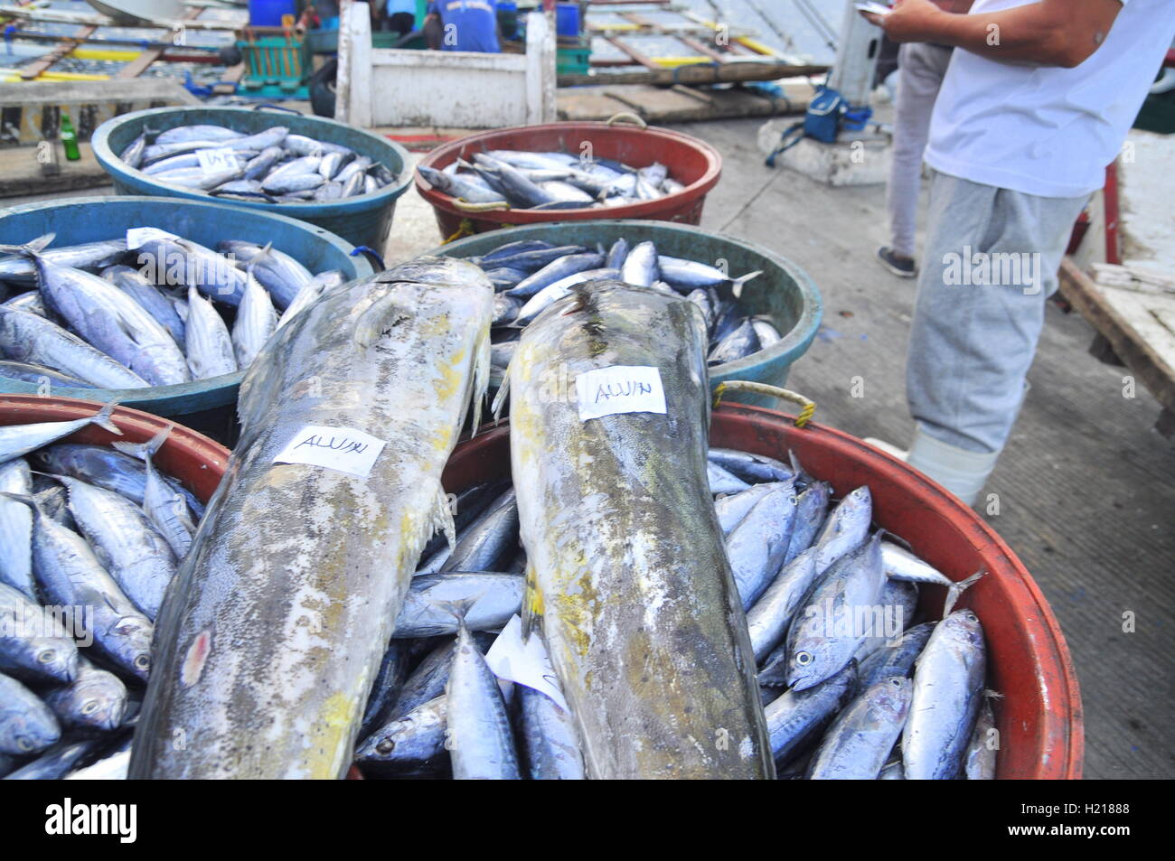 General Santos, Philippines - September 5, 2015: Tuna are being landed ...