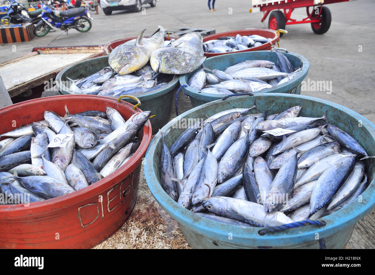 General Santos, Philippines - September 5, 2015: Tuna are being landed ...