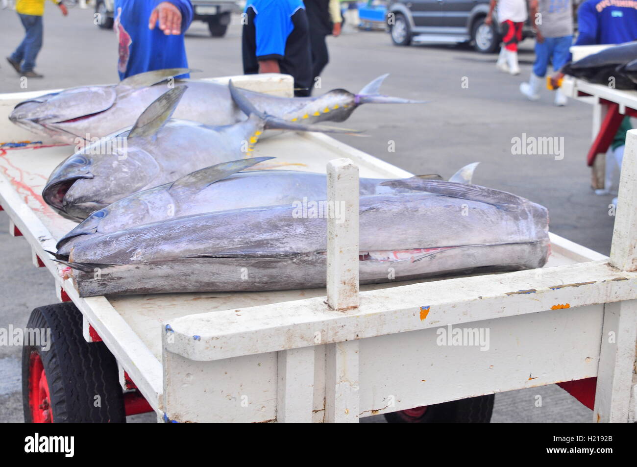 General Santos, Philippines - September 5, 2015: Tuna are being landed ...