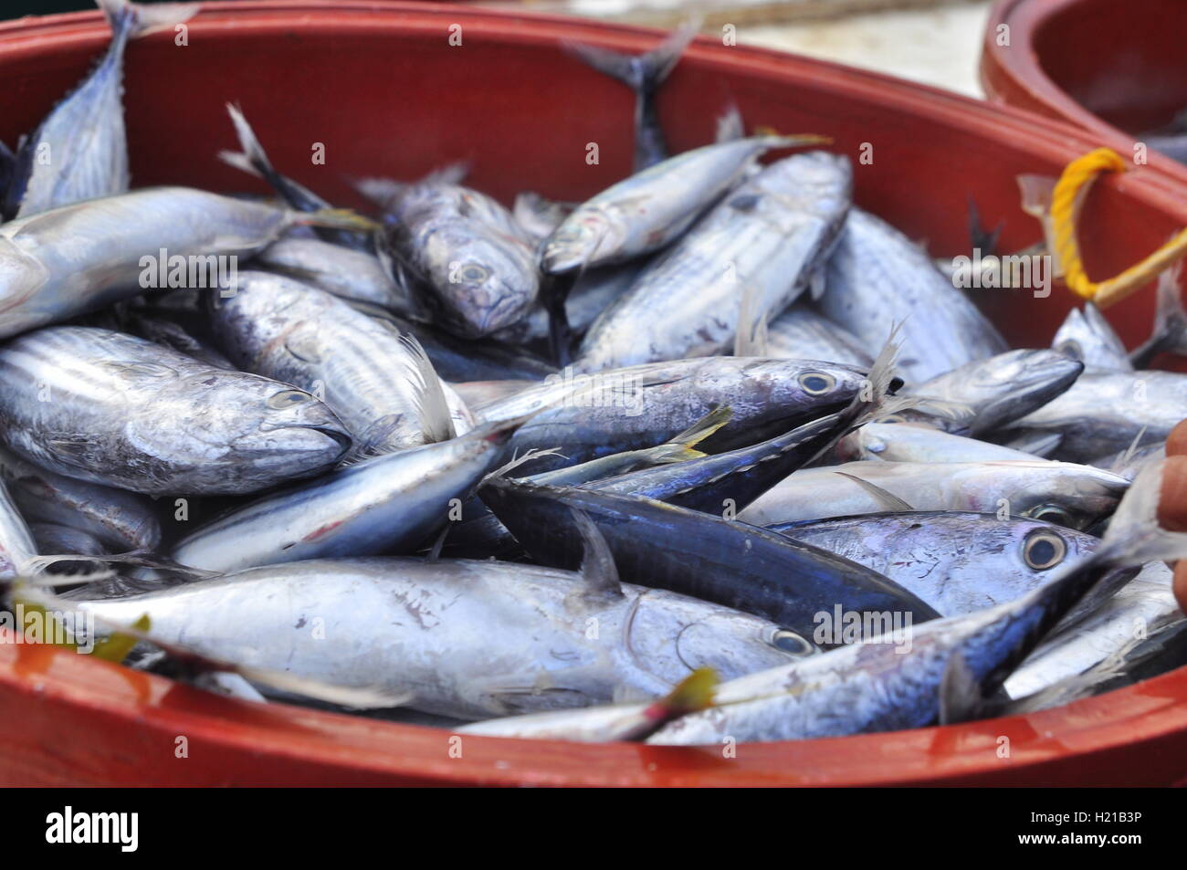 Fish being landed at port hi-res stock photography and images - Alamy