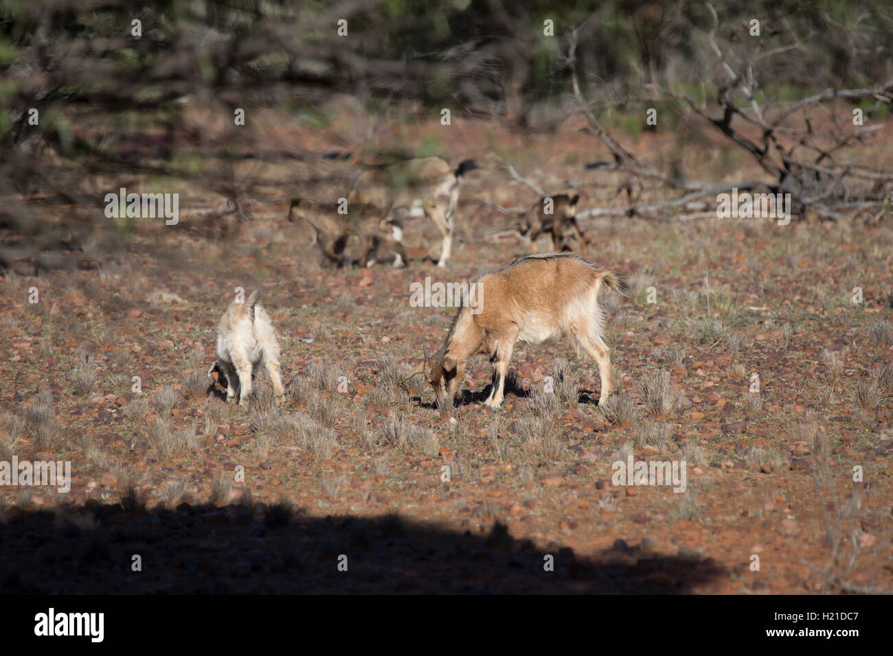 Feral Goats grazing on ground near Cobar New South Wales Australia ...