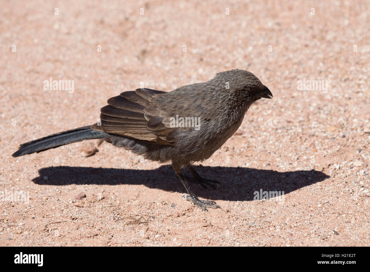 Apostlebird australia hi-res stock photography and images - Alamy