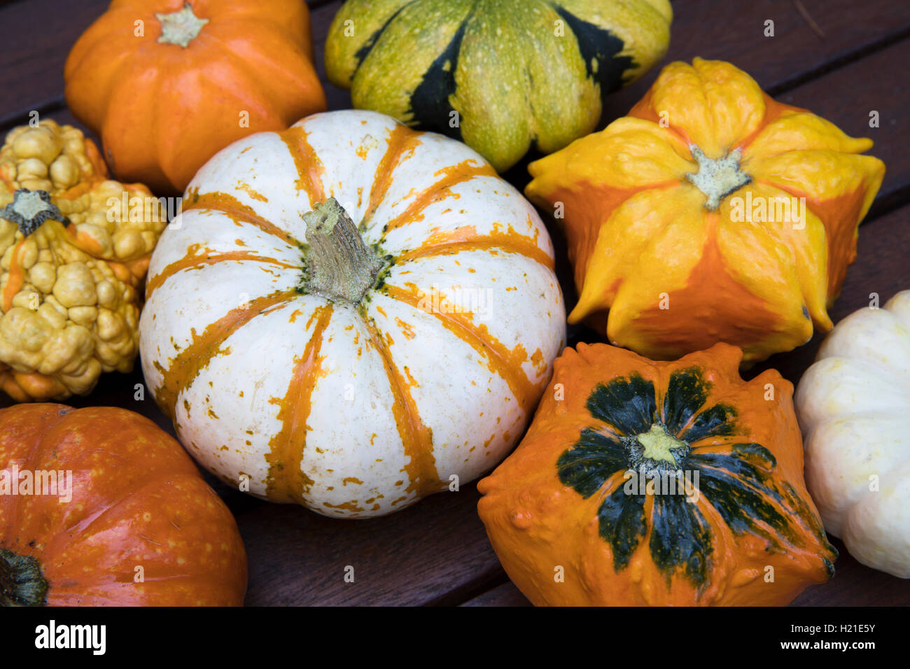 Colourful decorative autumn gourd Stock Photo - Alamy