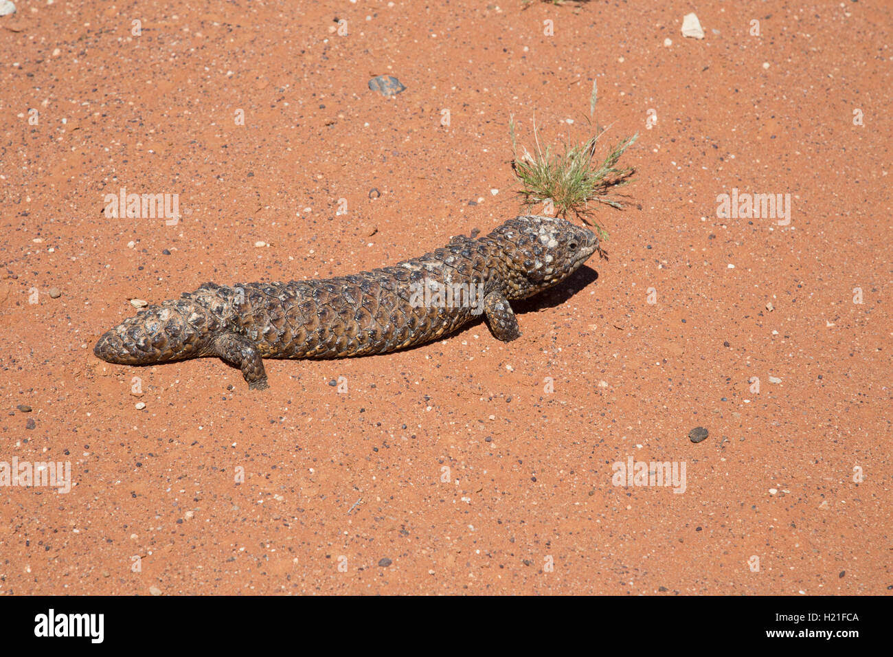 Slow moving skink hi-res stock photography and images - Alamy