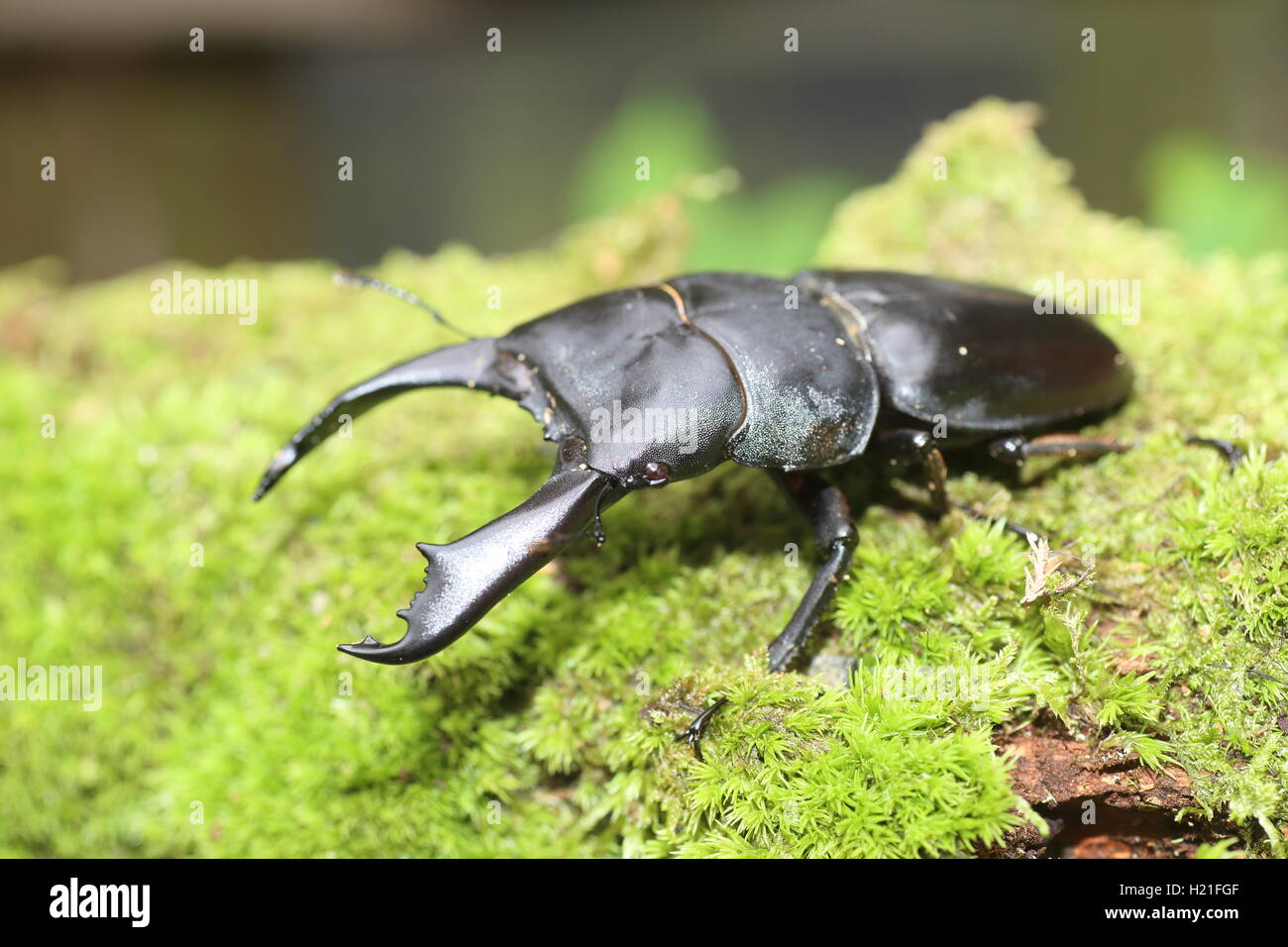 Dorcus titanus typhon stag beetle in Catanduanes Island, North ...