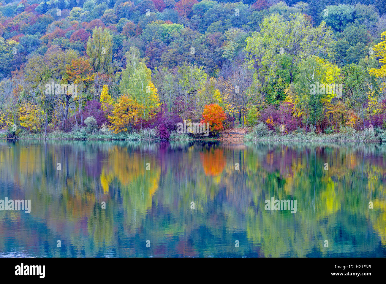 Colourful autumn forest at lake Stock Photo - Alamy