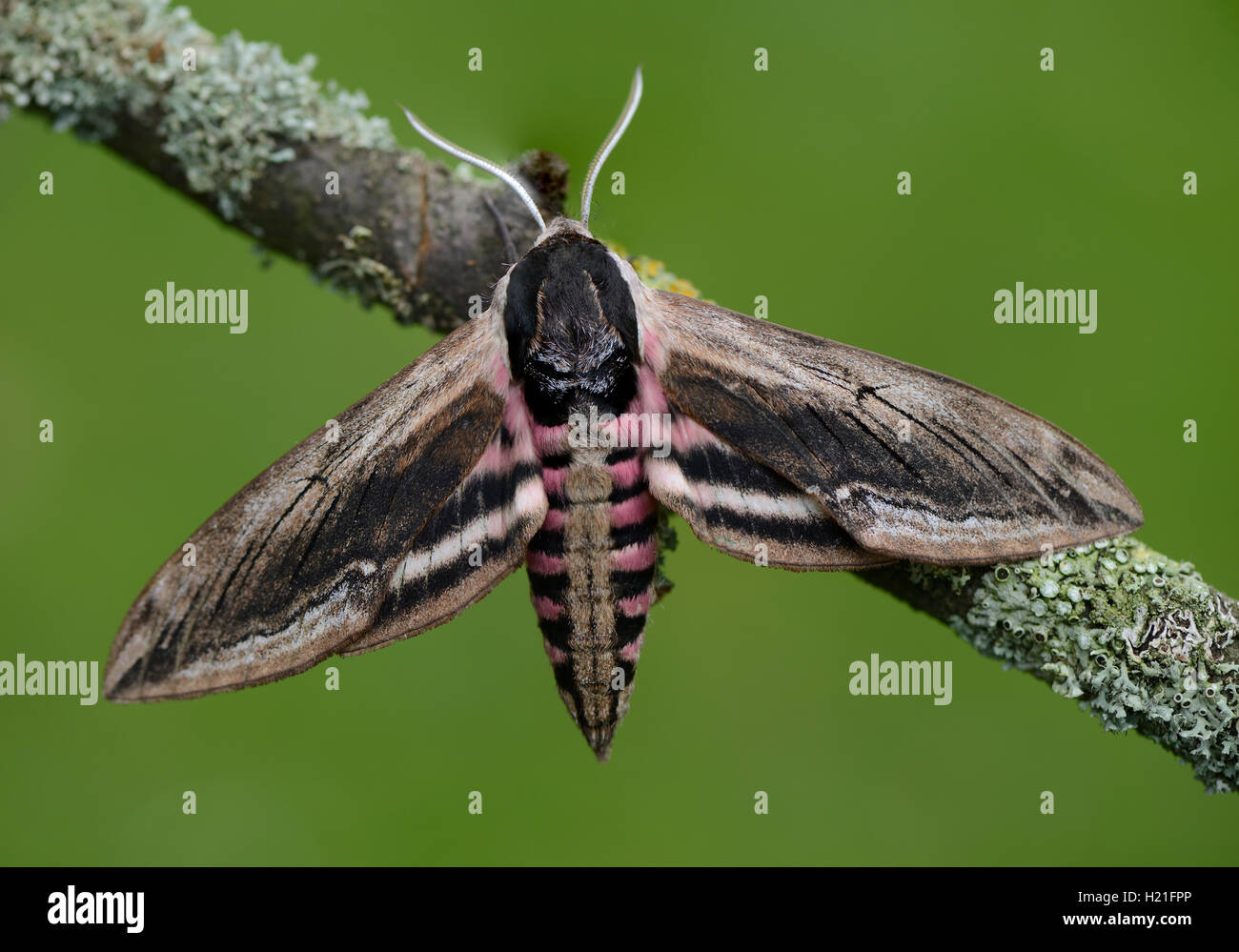 Privet Hawk Moth on branch Stock Photo - Alamy