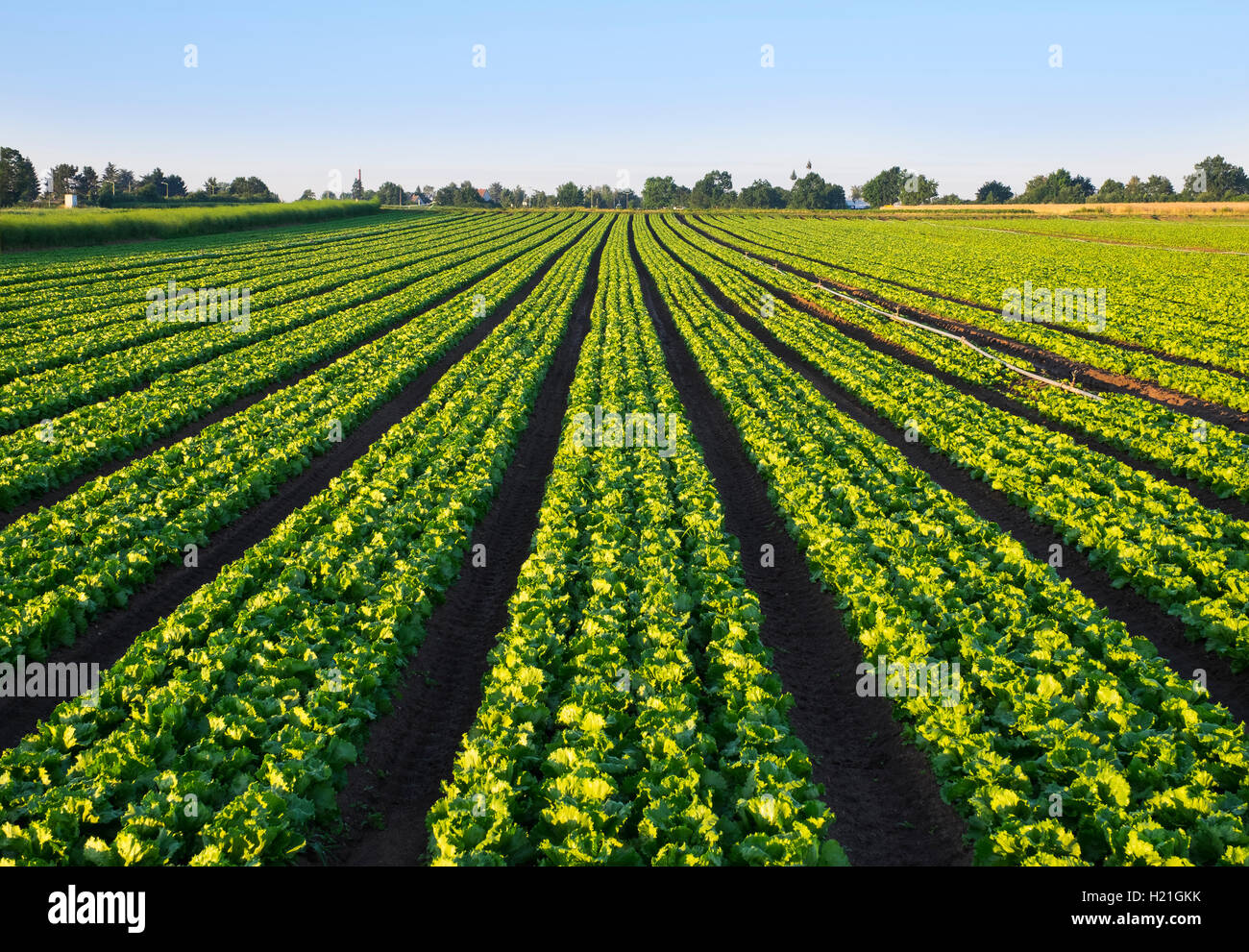 Lettuce field hi-res stock photography and images - Alamy