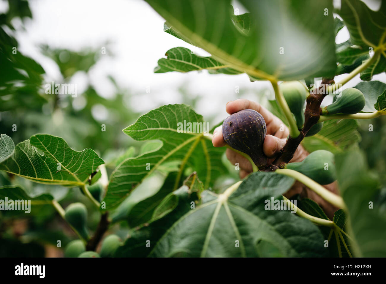 Man's hand picking fig from tree Stock Photo - Alamy