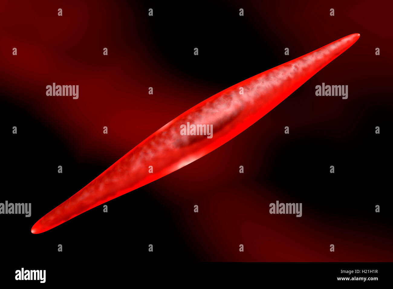 Smooth muscle hi-res stock photography and images - Alamy