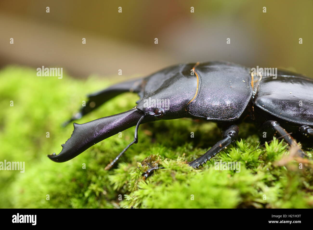 Dorcus titanus typhon stag beetle in Catanduanes Island, North ...