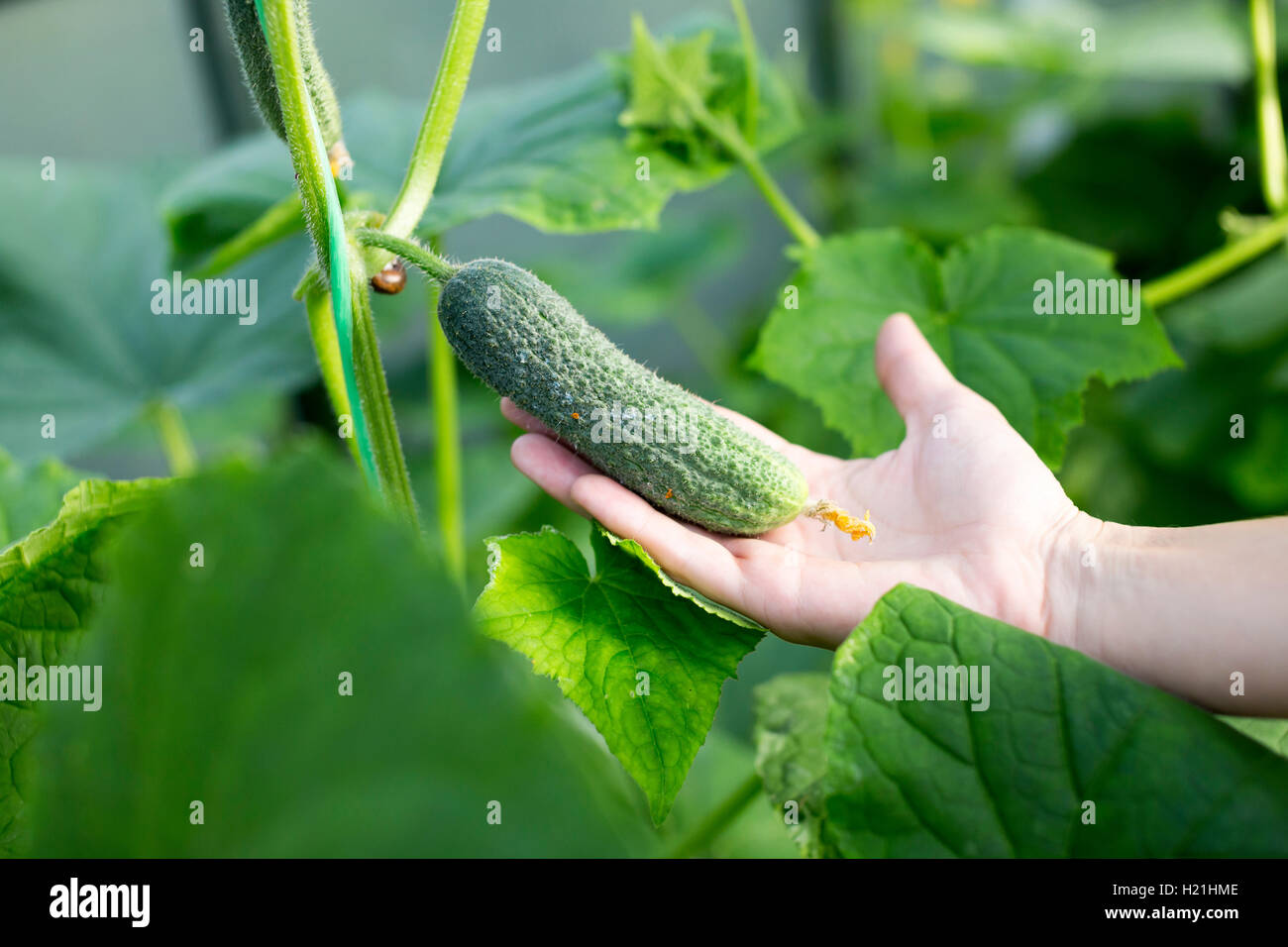 Woman's hand holding cucumber Stock Photo - Alamy