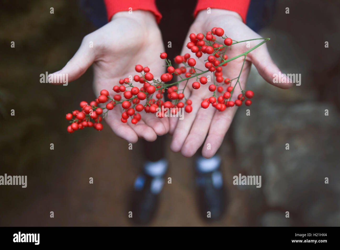 Wild berries in hands Stock Photo - Alamy