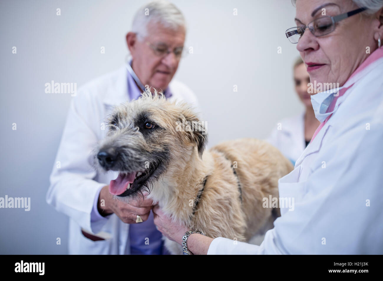 Veterinarians examining dog Stock Photo - Alamy