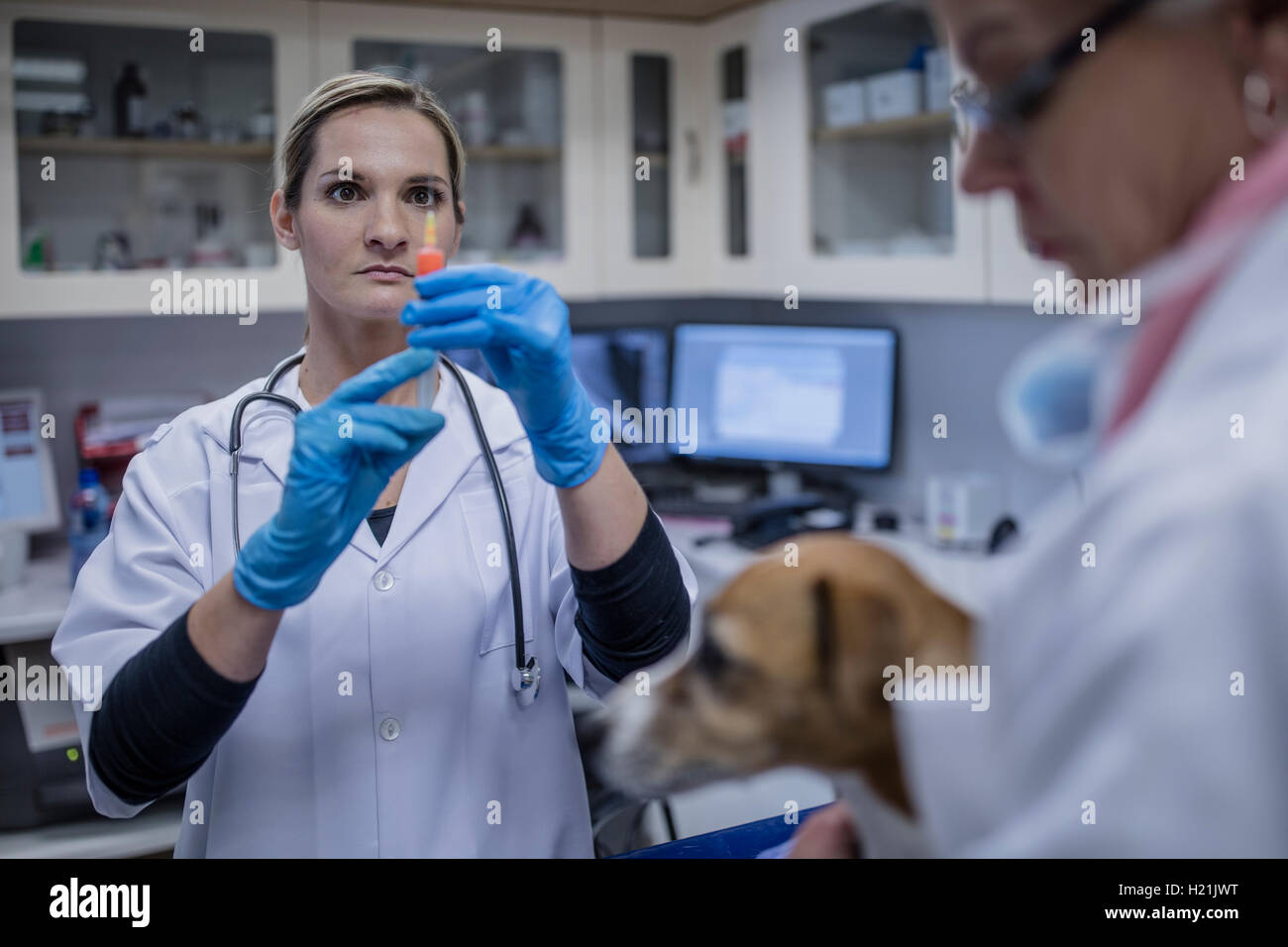 Veterinarian preparing injection for dog Stock Photo - Alamy