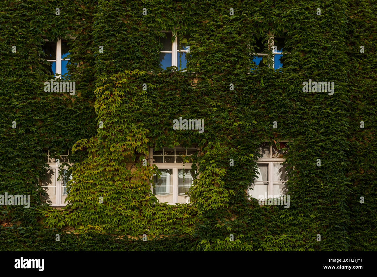 House facade covered with Japanese creeper Stock Photo - Alamy