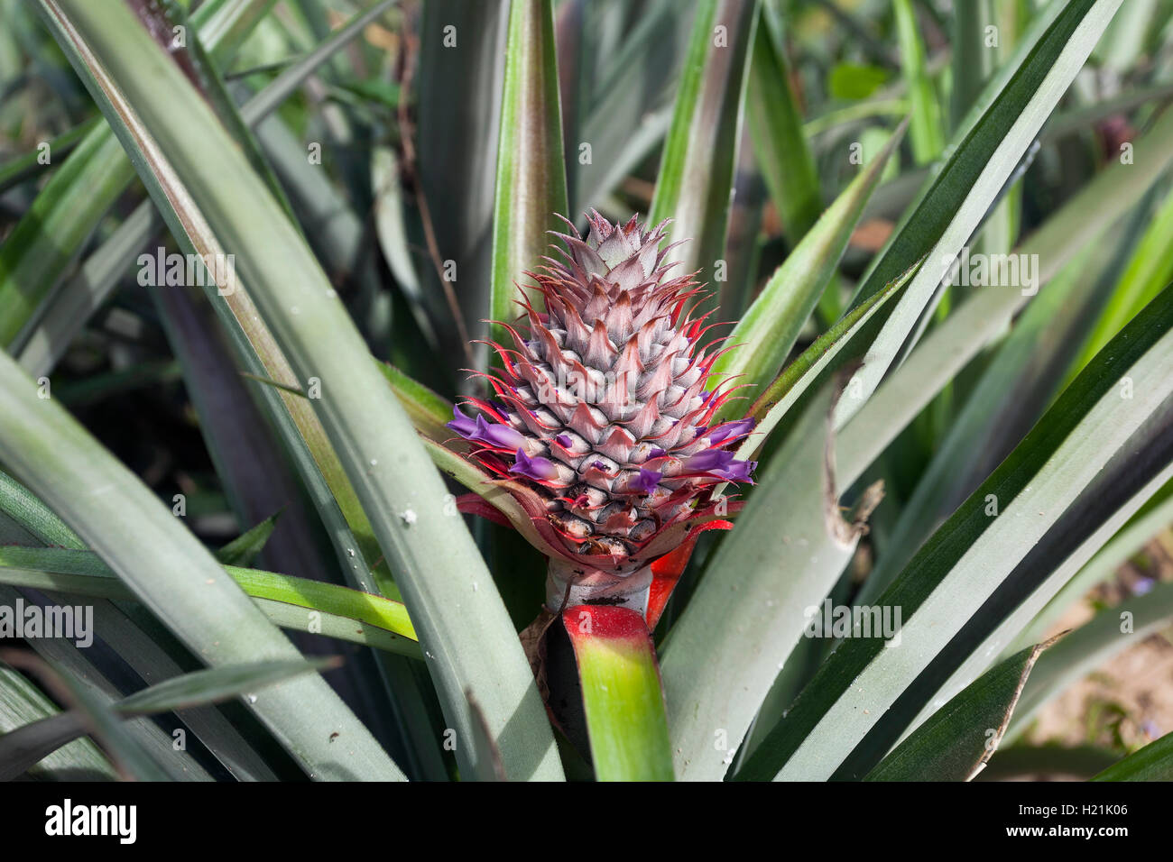 Thailand, Ananas comosus Stock Photo - Alamy