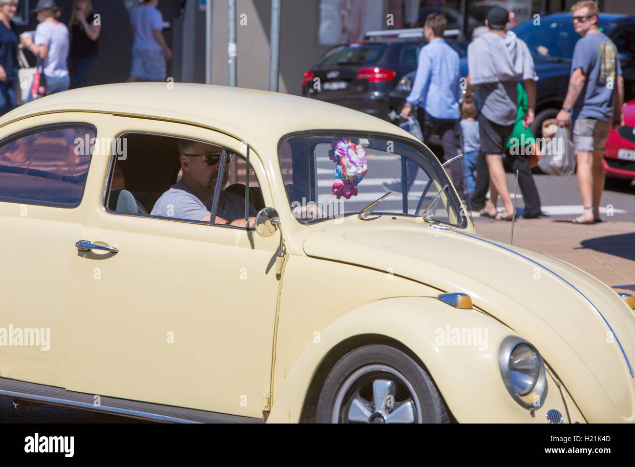 man male driving volkswagon beetle classic car in Sydney,australia ...