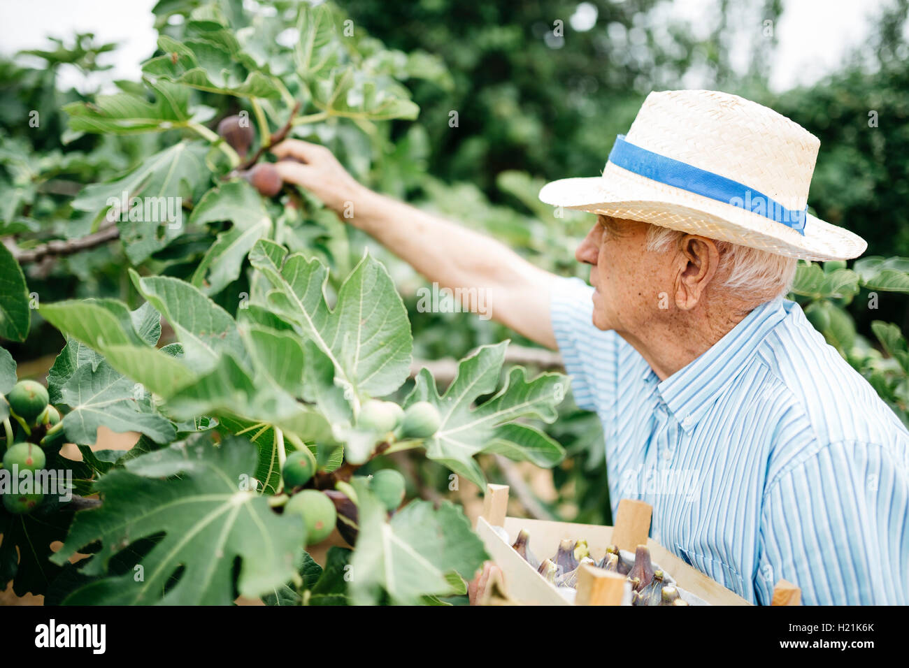 Senior man picking figs Stock Photo - Alamy