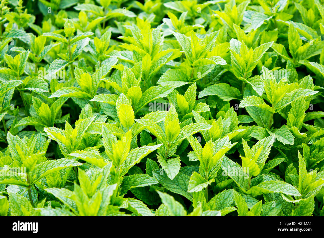Green gras hi-res stock photography and images - Alamy