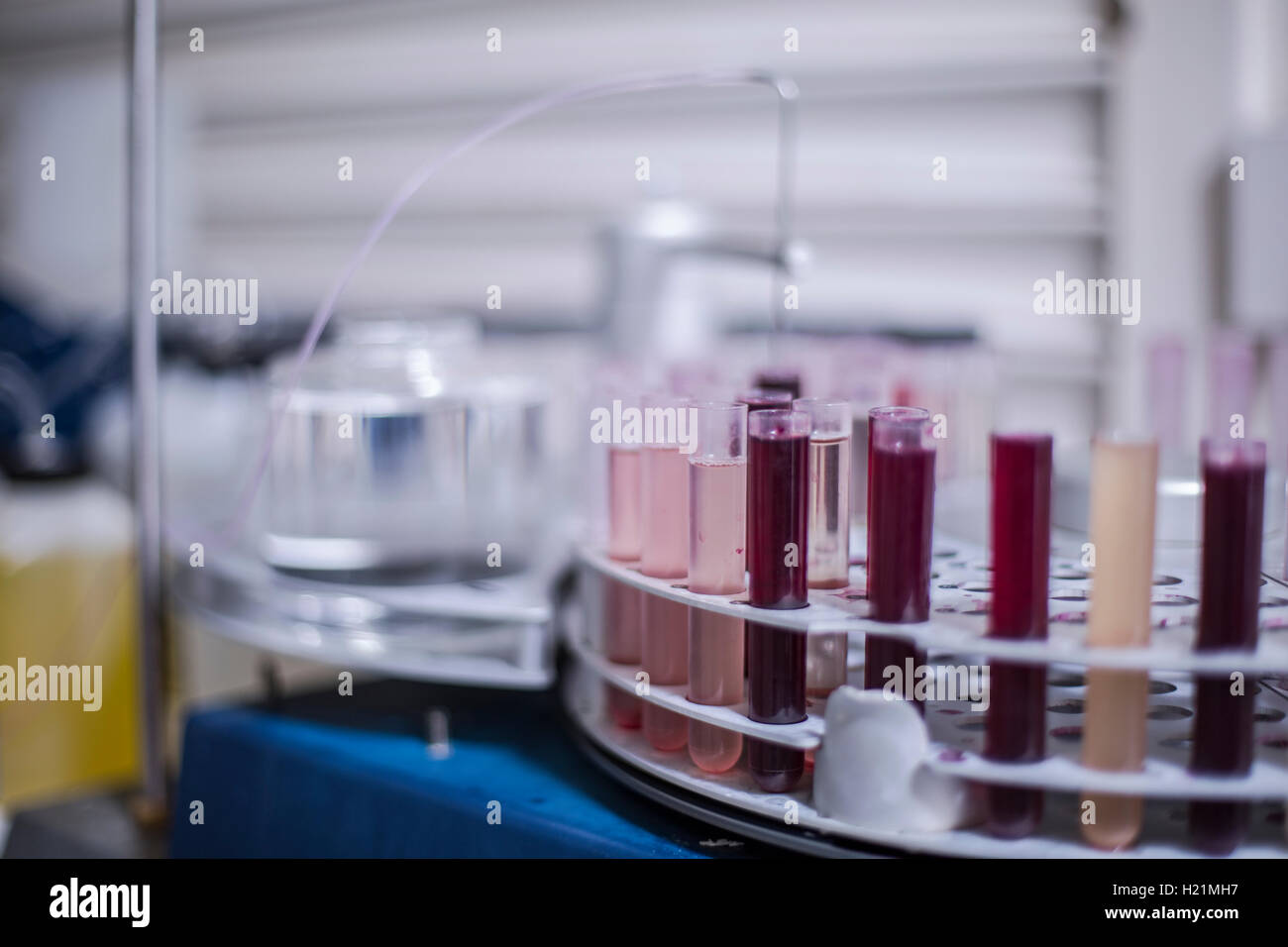 Test tubes in lab Stock Photo - Alamy