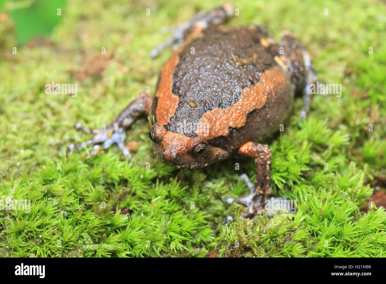 Banded bullfrog (Kaloula pulchra) in Kaengkrachan National Park ...