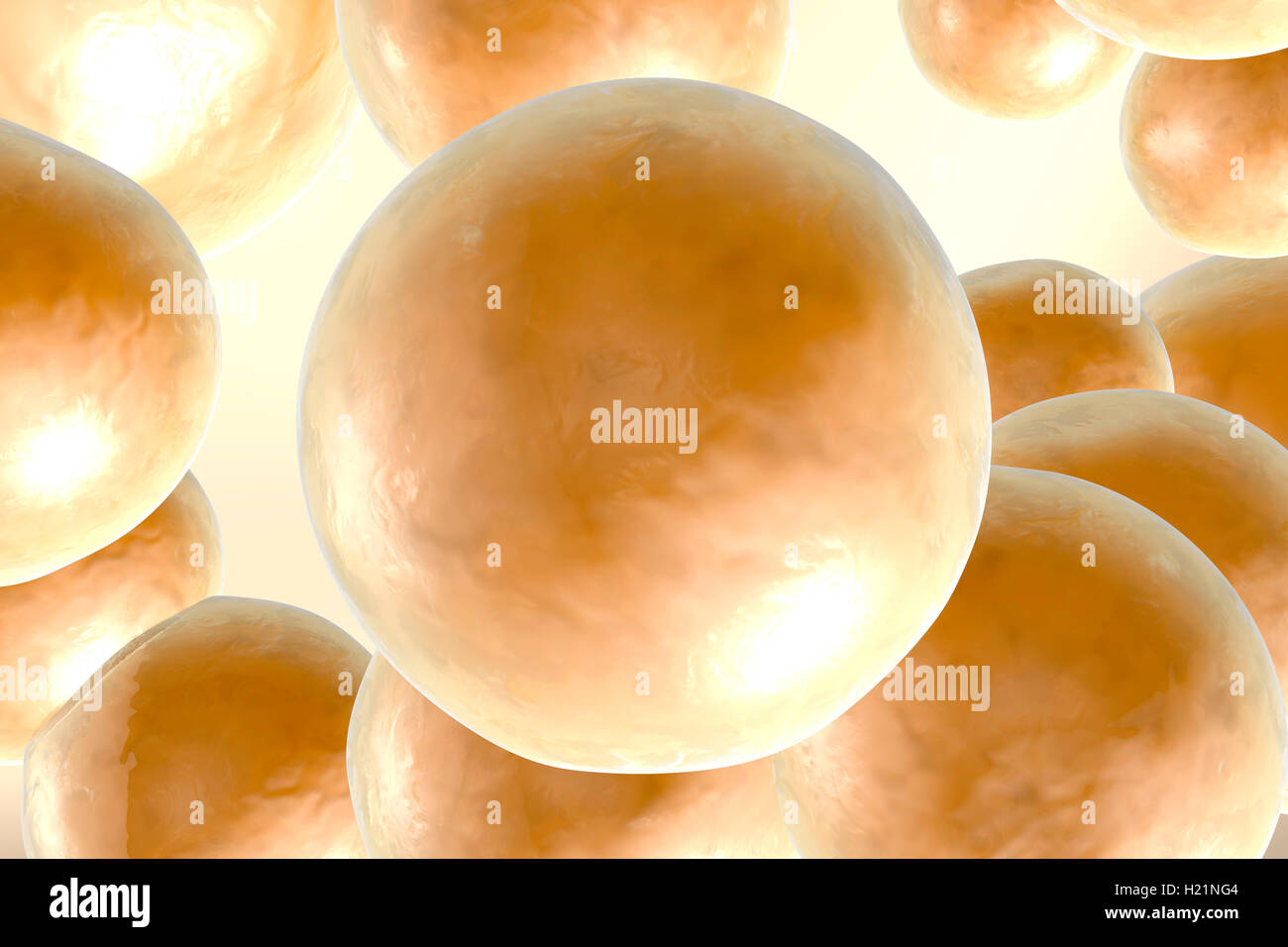 Fat cells hi-res stock photography and images - Alamy