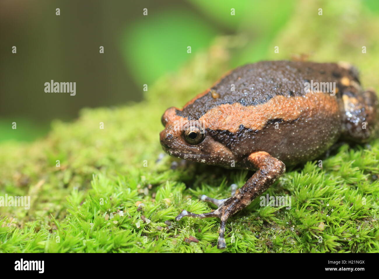 Banded bullfrog (Kaloula pulchra) in Kaengkrachan National Park ...