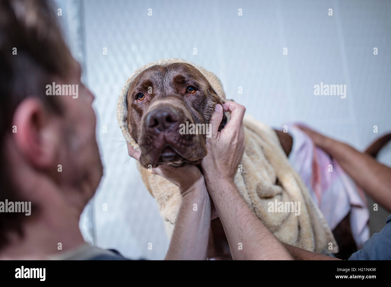 Brown dog being washed Stock Photo - Alamy