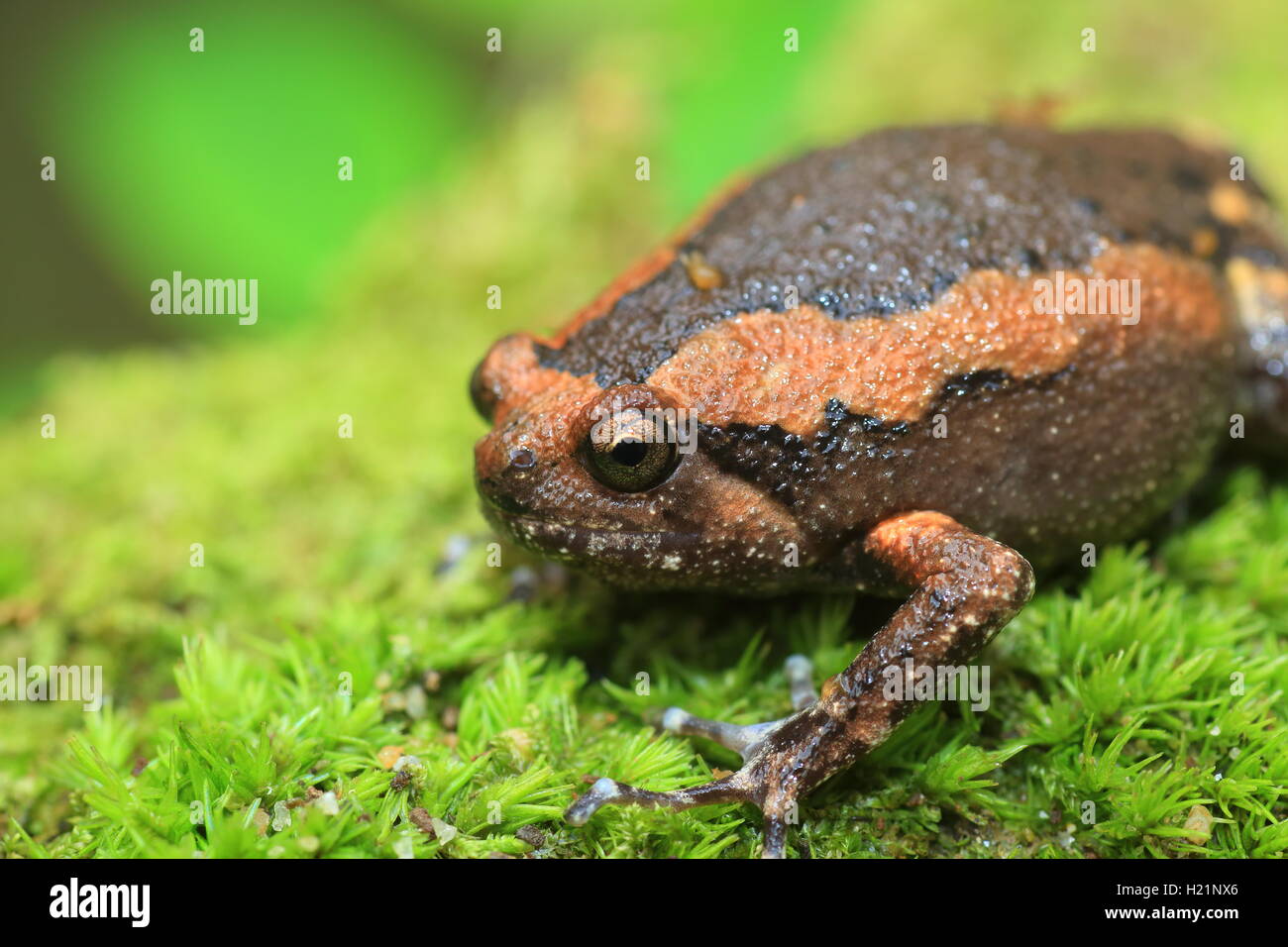 Banded bullfrog (Kaloula pulchra) in Kaengkrachan National Park ...
