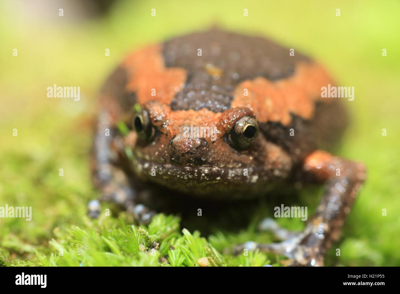 Banded bullfrog (Kaloula pulchra) in Kaengkrachan National Park ...