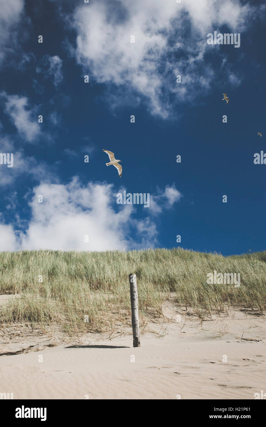 Seagulls flying over beach dune Stock Photo - Alamy